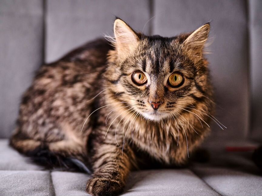 Сибирский котенок бесплатно