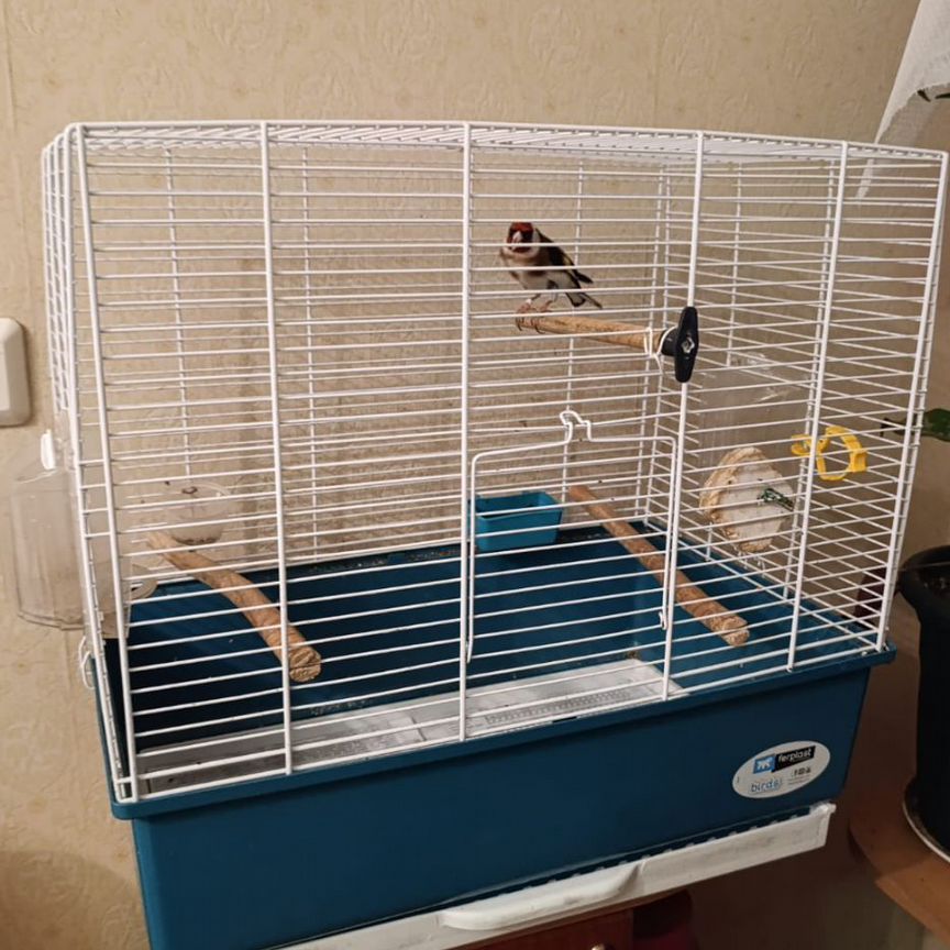 Щегол с клетка