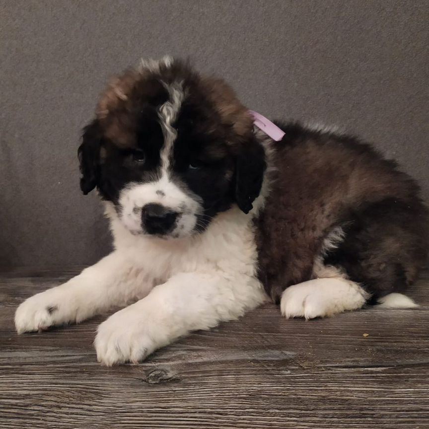 Московская сторожевая