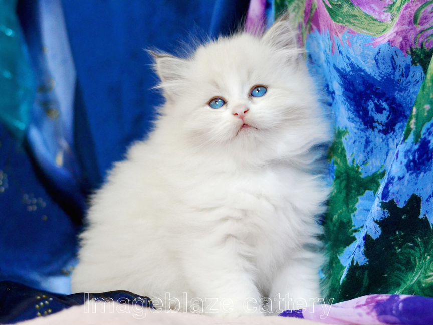 Невский маскарадный котёнок