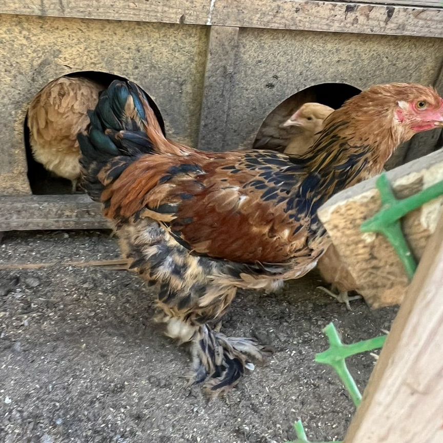 Молодой петушок породы Брама