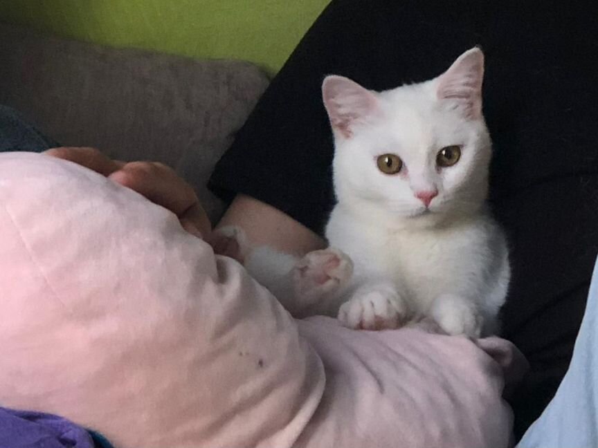 Белая британская кошка