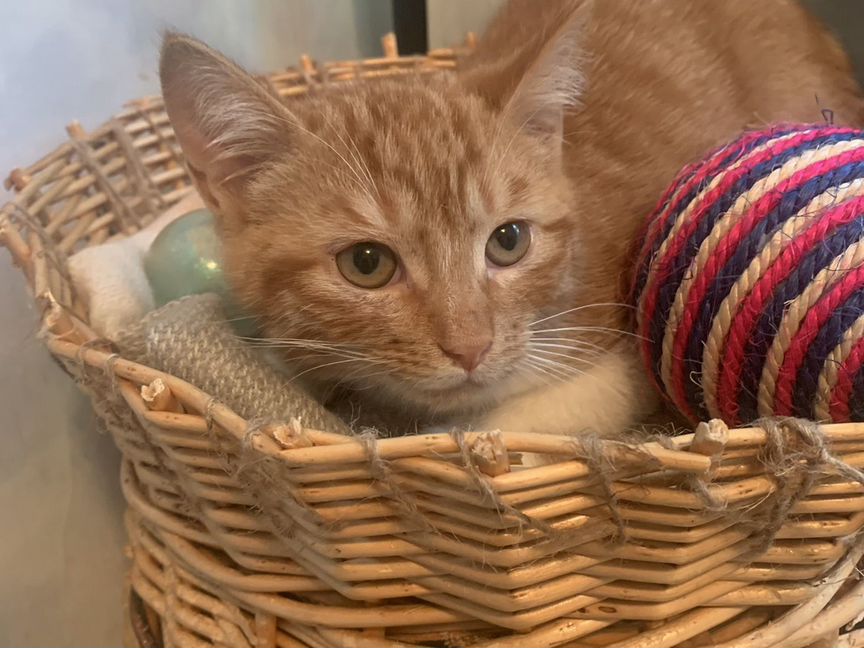 Рыженький Тим