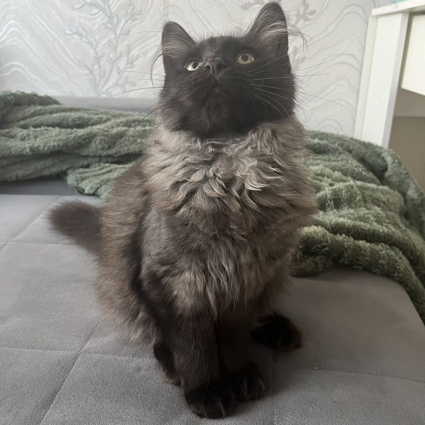 Отдам кота мейнкуна в добрые руки
