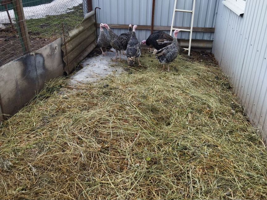 Индюшки на племя