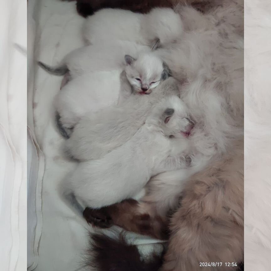 Котята невской маскарадной кошки
