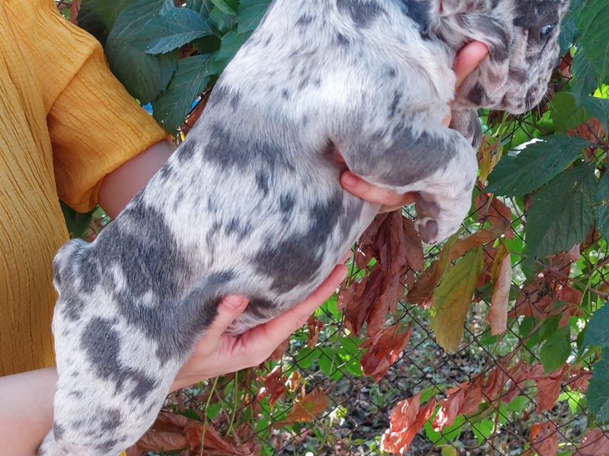 Француз мрамор кобель