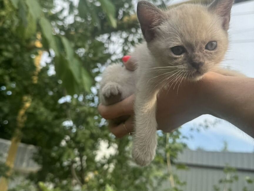 Бурманские котятки