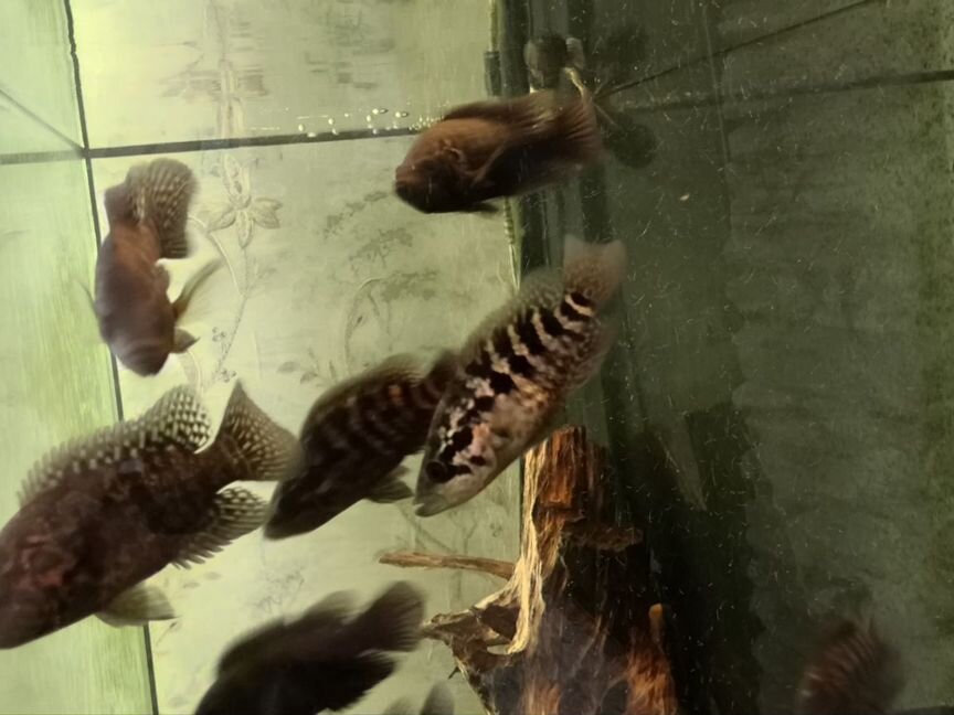 Манагуанская цихлозома