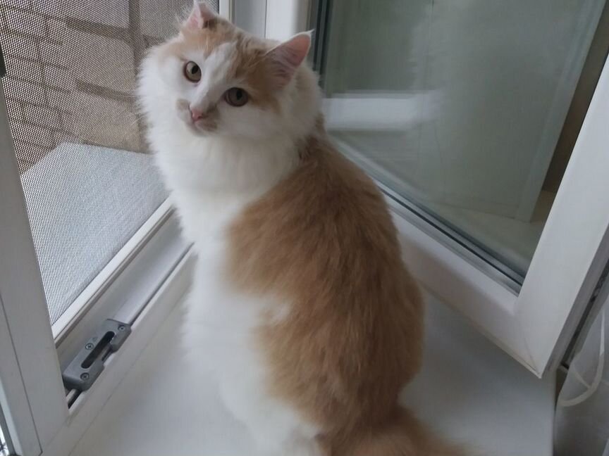 Молодой котик-кастрат в добрые руки