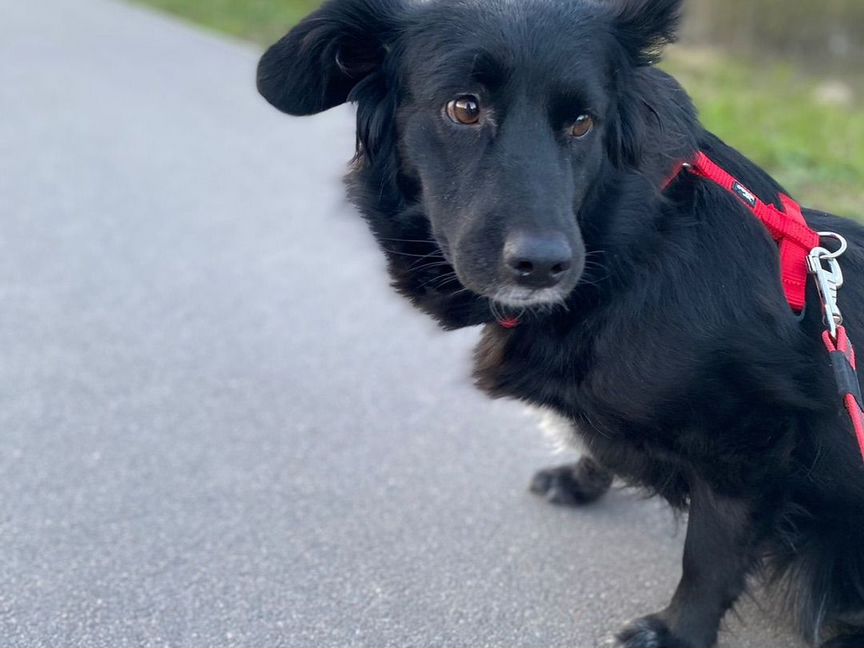 Мушу предали дважды