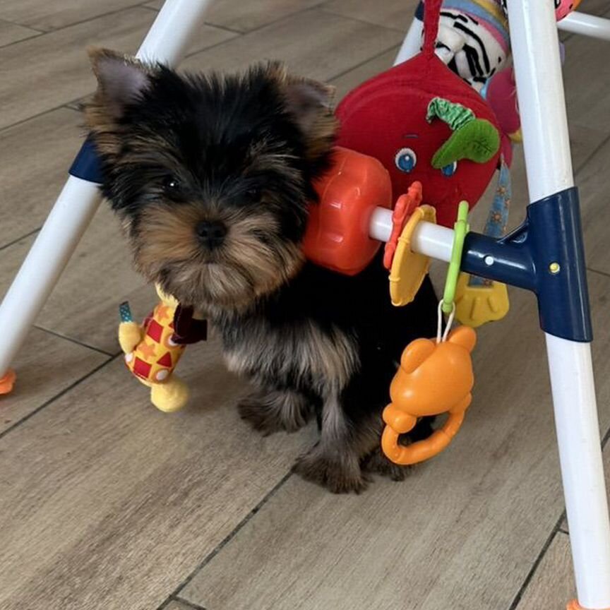 Йоркширский терьер, щенок