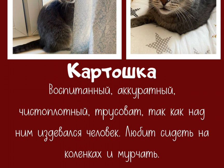 Никому ненужный кот