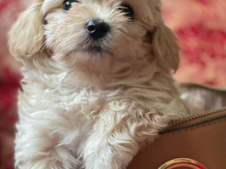 Щенки мальтипу f1 корейского типа