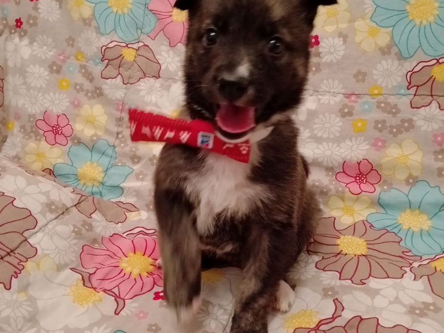 Собаки бесплатно в добрые руки