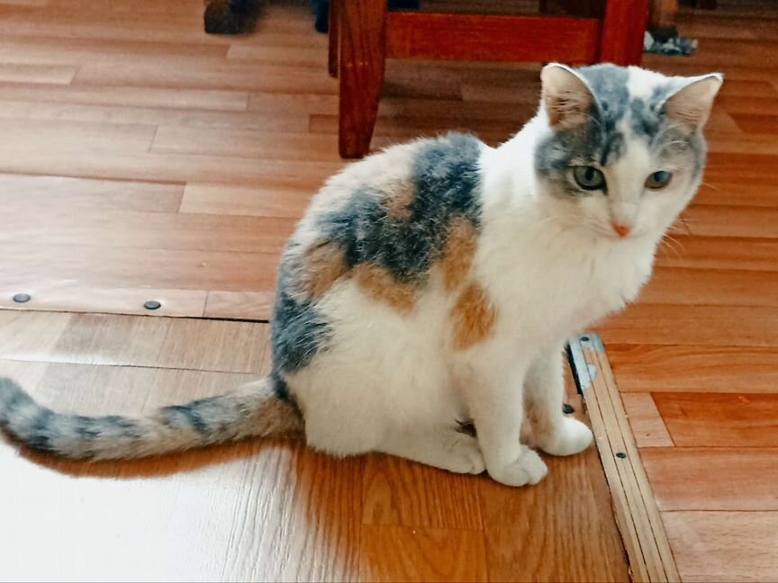 Кошечка в добрые руки