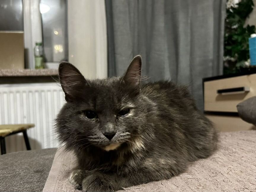 Кошечка в добрые руки