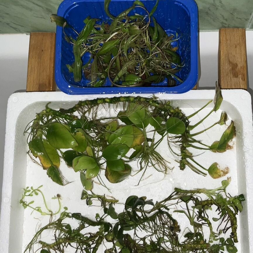 Анубиас, анубиас нана, криптокорина