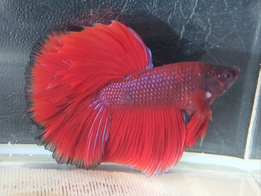Рыбка петушок