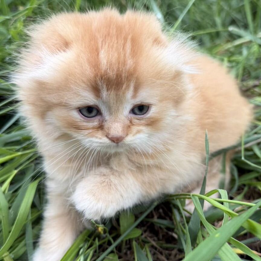 Шотландский вислоухий длинношёрстный котёнок