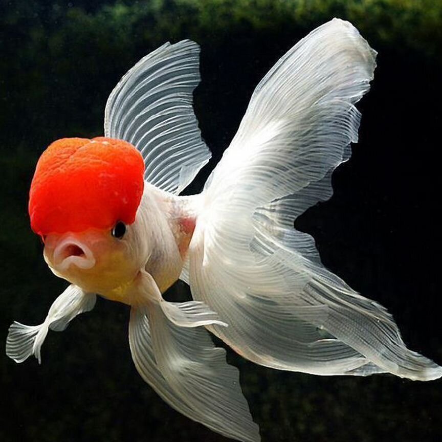 Золотая рыбка Оранда "красная шапочка"