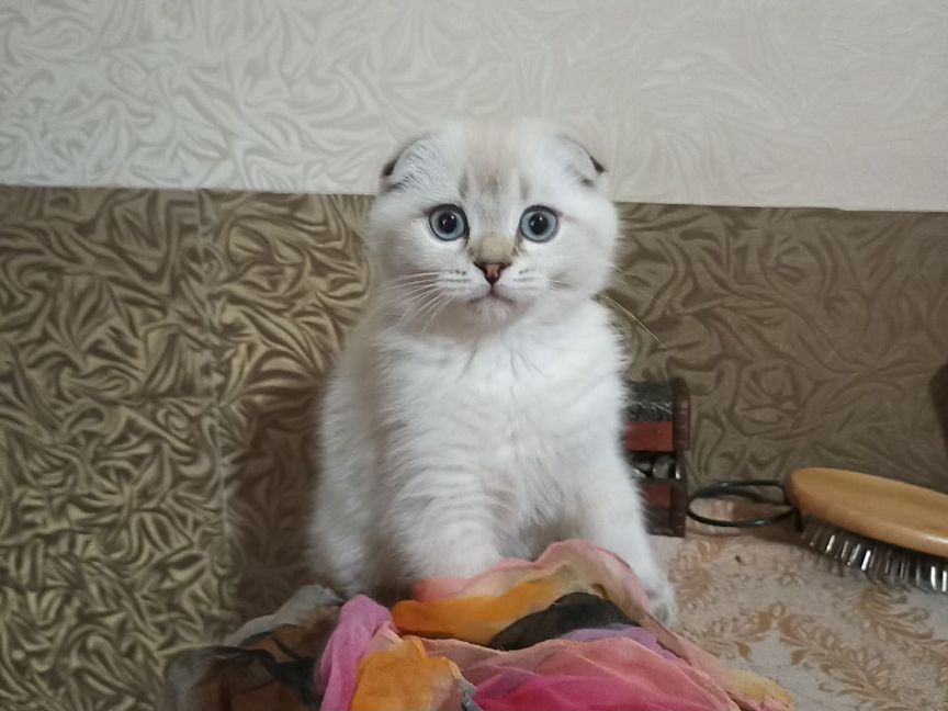 Котёнок шотландская вислоухая