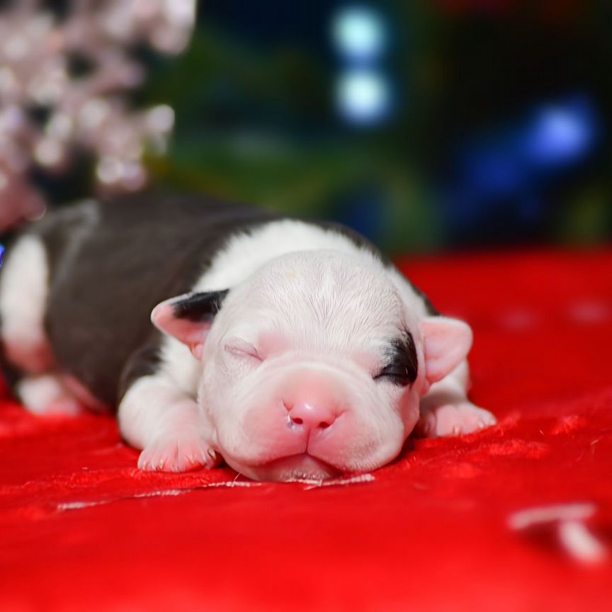 Американский стаффордширский терьер, щенок