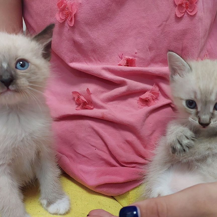 Невские маскарадные котята