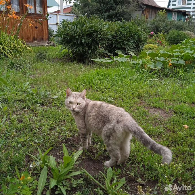 Нашли кота-кошку