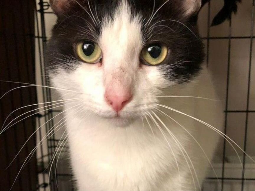 Умный, спокойный кот Гек из приюта в добрые руки