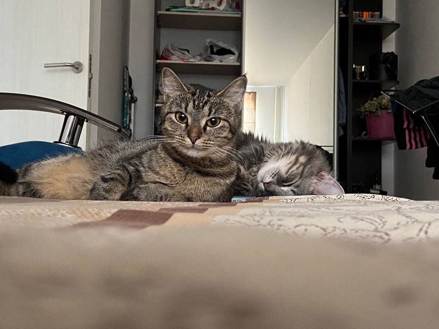 Кошка Симба