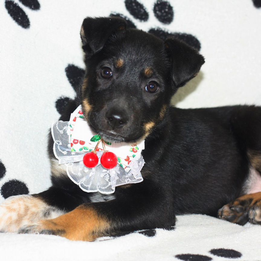 Ласковый щенок Майя в добрые руки