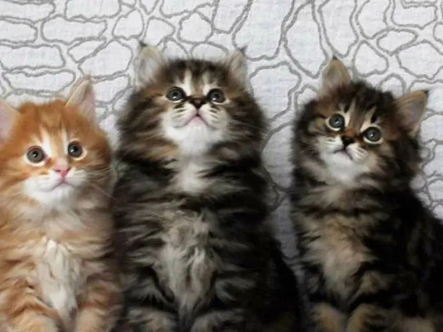Сибирские котята