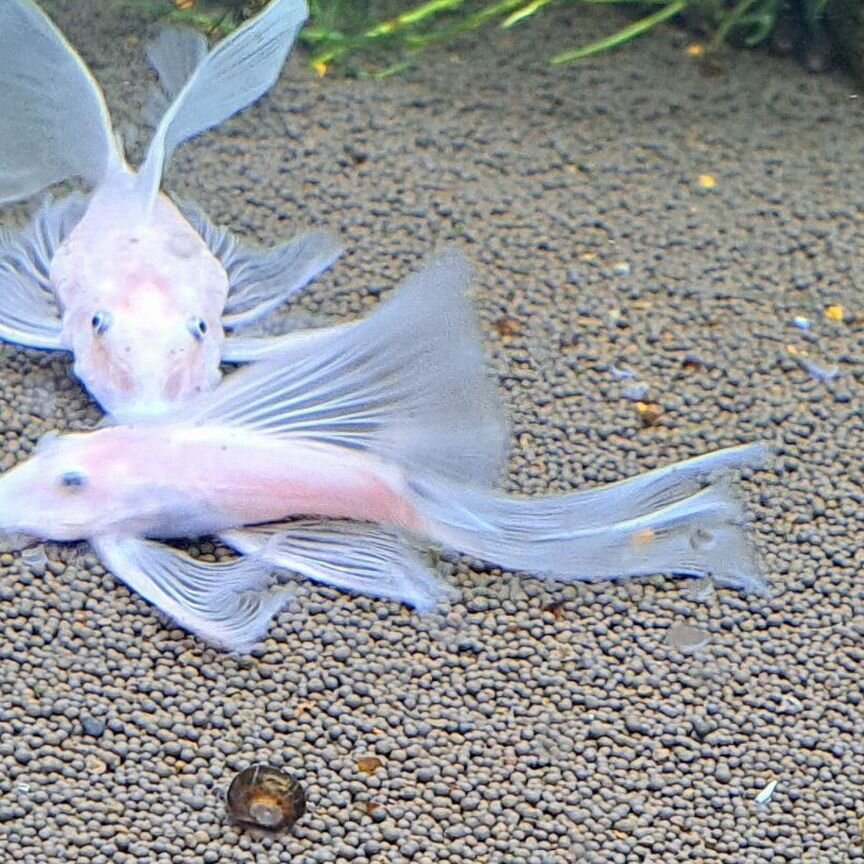 Самцы анциструса L-144 snow white вуаль, снежки