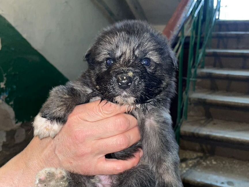 Щенок кобель 2 недели нужны добрые руки