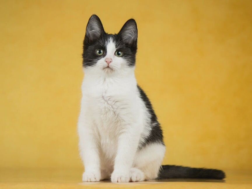 Милашка котя
