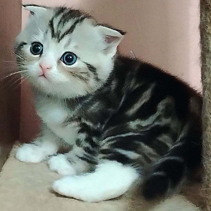 Вислоухие котята мальчики