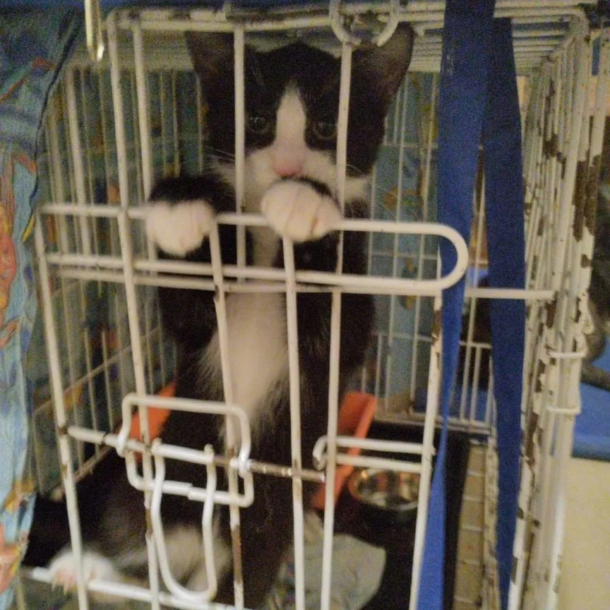 Котенок