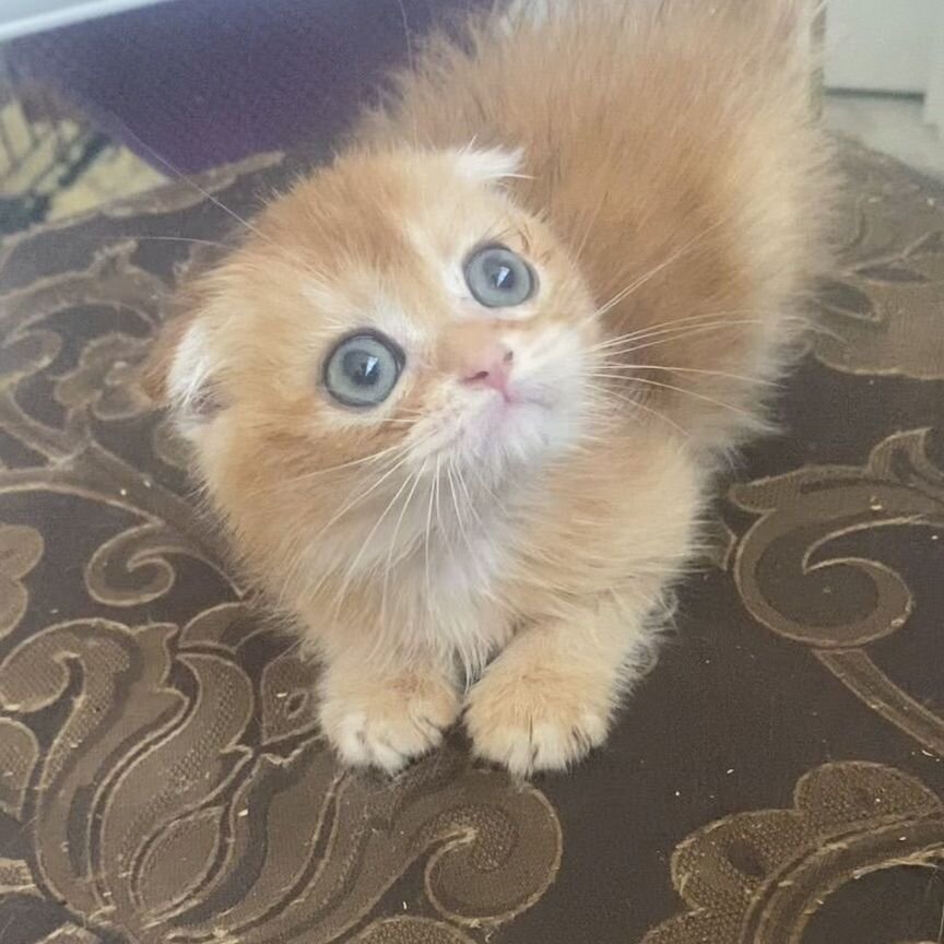 Шотландские котята