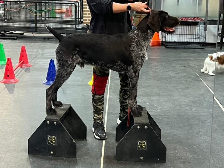 Немецкий дратхаар приглашает на вязку