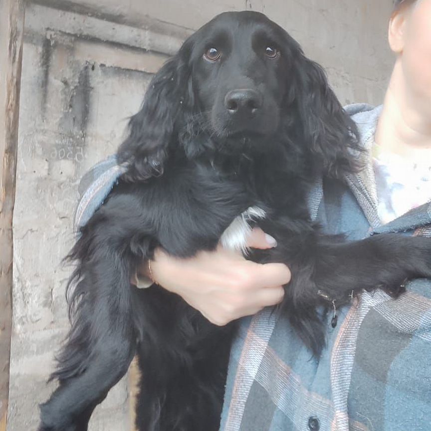 Английский кокер-спаниель, щенок