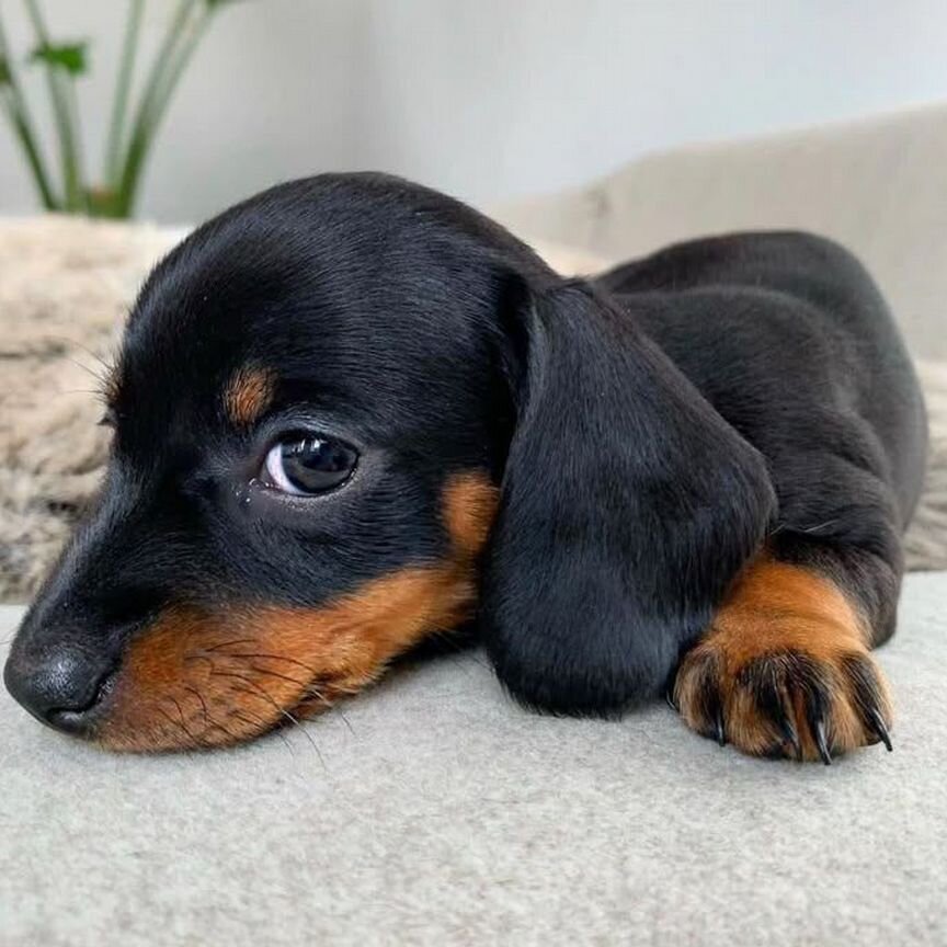 Такса, щенок