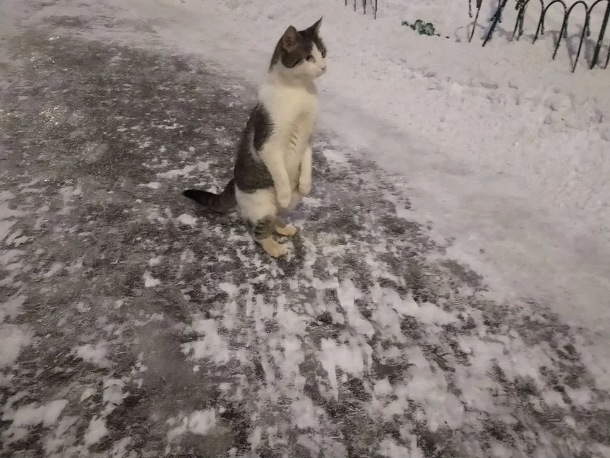 Надеется на чудо ласковый котик