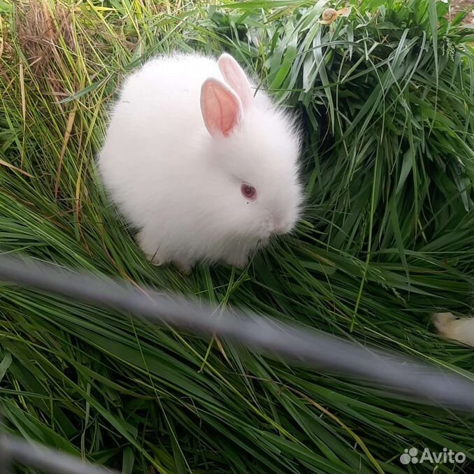 Кролики пуховые