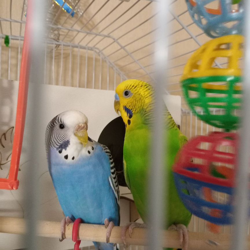 Волнистый попугай