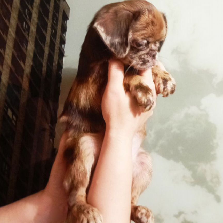 Пти-брабансон, щенок