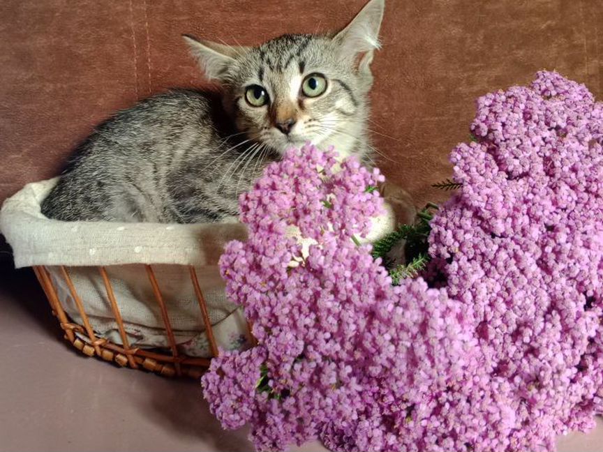 Котята 2-2,5 месяца