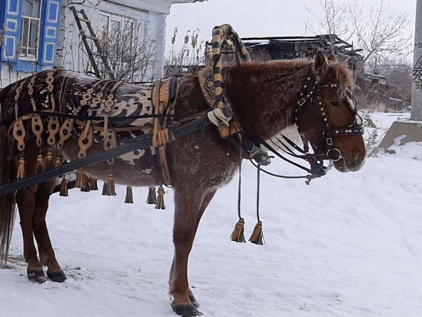 Сбруя для лошади