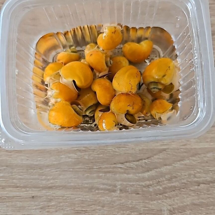 Улитки ампулярии