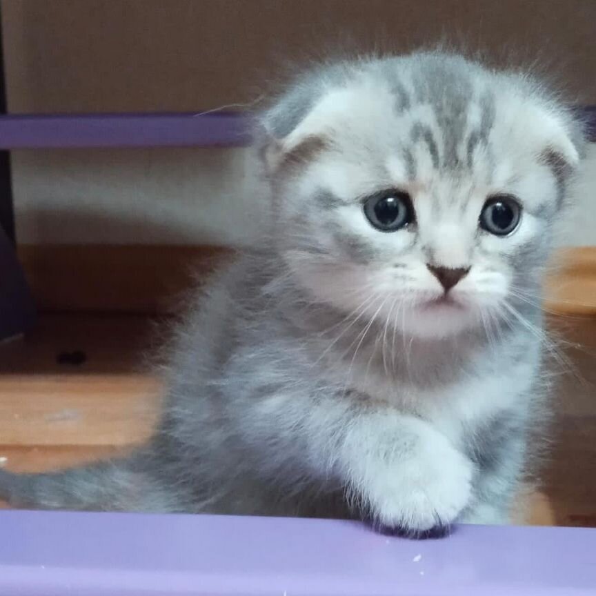 Отдам котенка смесь шотландская